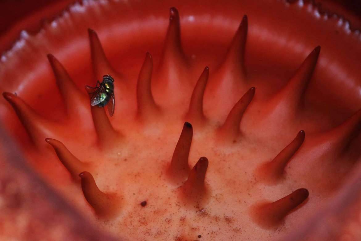 The Macabre Beauty of 5 Vampire Plants | Flora Macabre