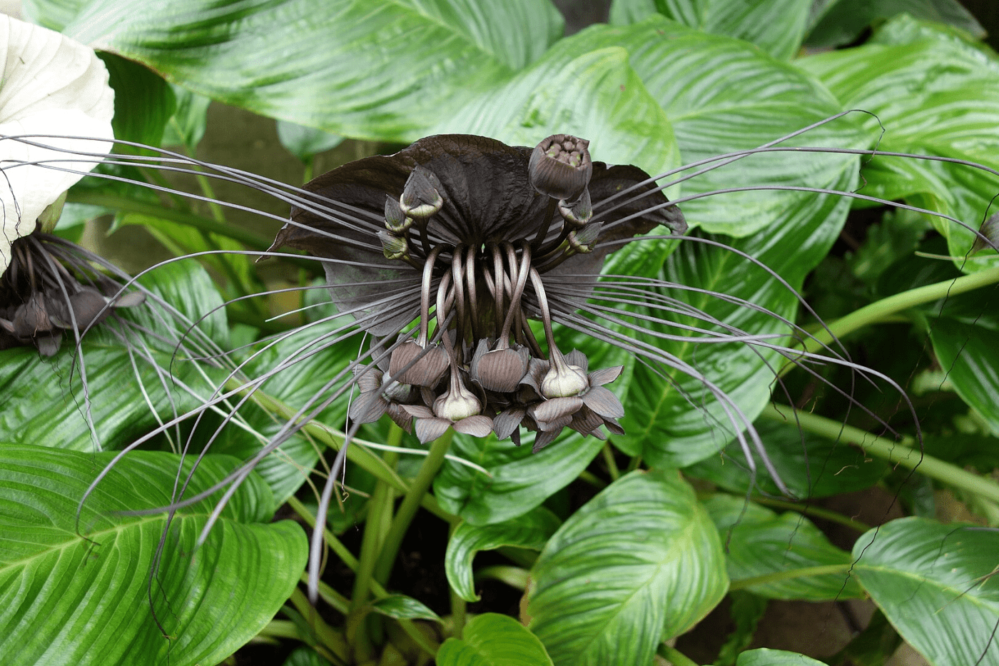 Bat Flower | Flora Macabre