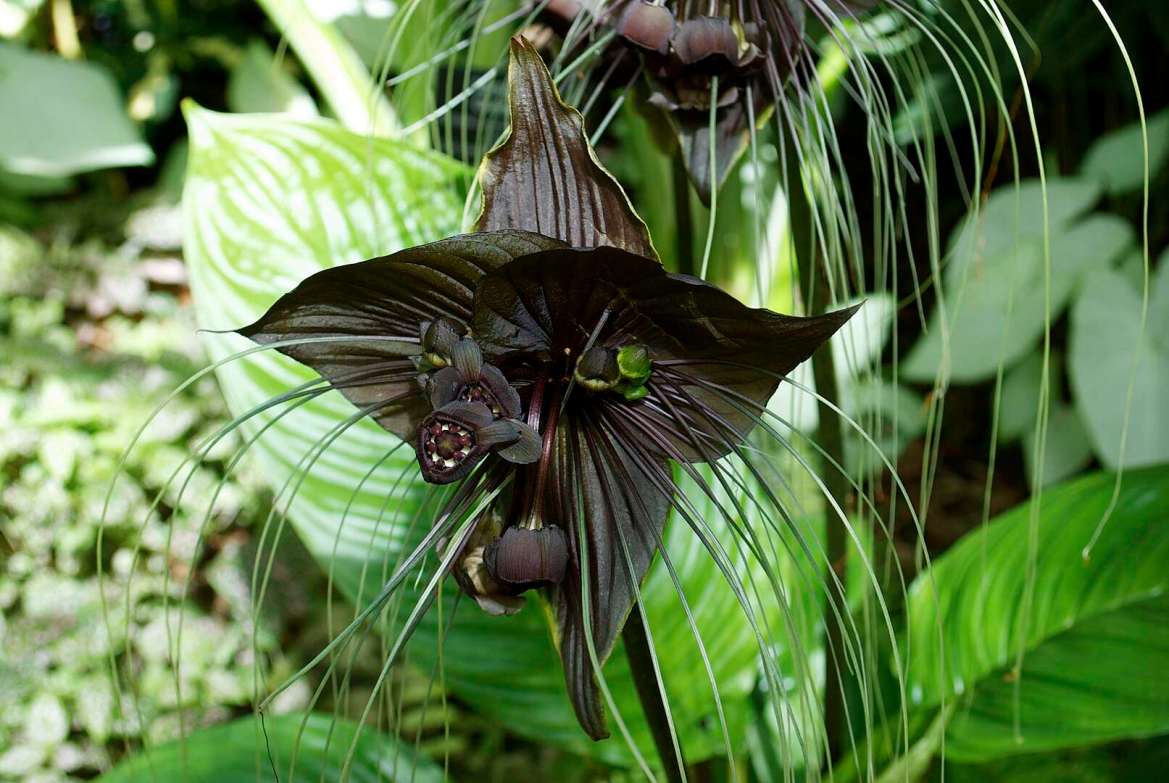 The Gothic Allure of the Black Bat Flower | Flora Macabre