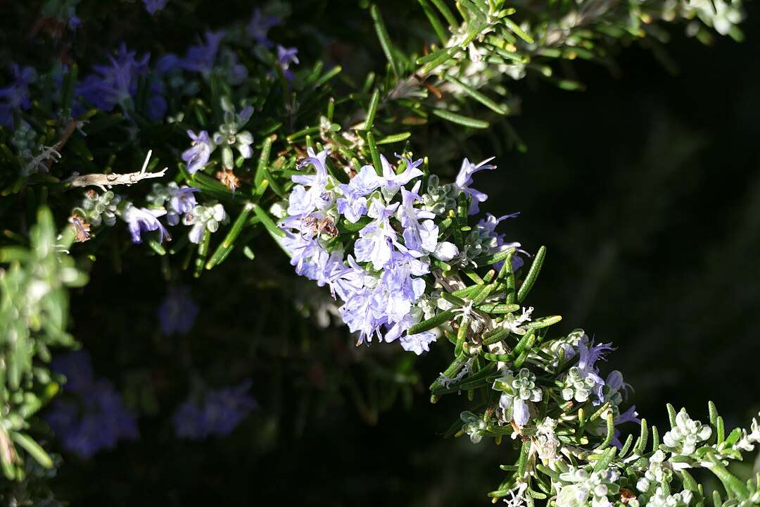 Sacred Herbs: The Magic of Sage, Rosemary, and Thyme | Flora Macabre
