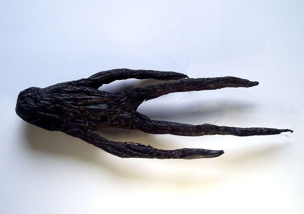 The Mandrake Plant and Its Macabre Mysteries | Flora Macabre