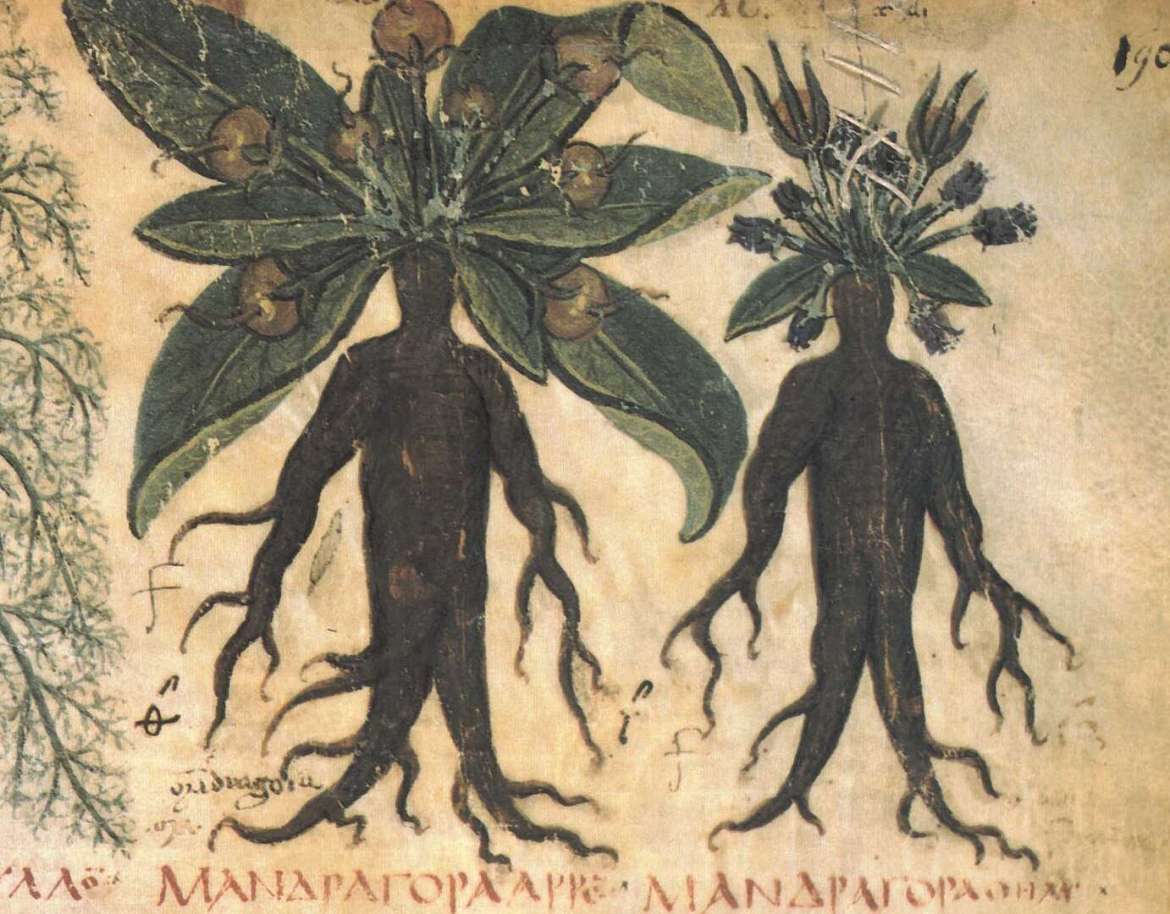 The Mandrake Plant and Its Macabre Mysteries | Flora Macabre